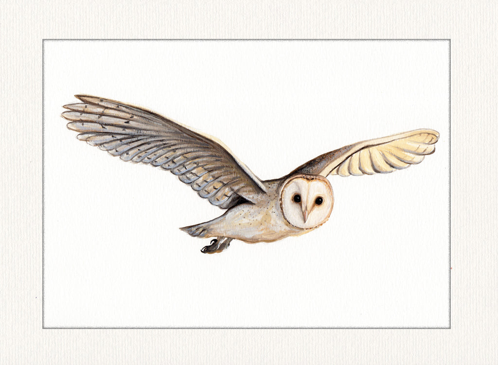 Flying Barn Owl Drawing